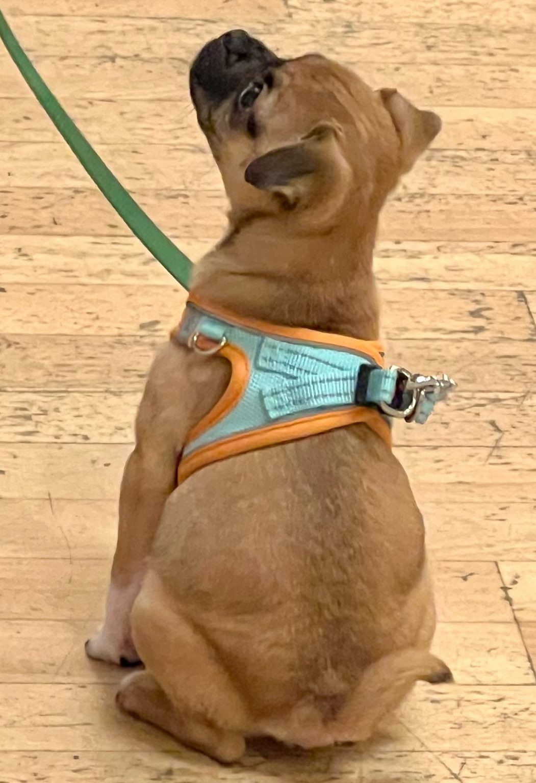 Novice Course - Woodland Waggy Walks